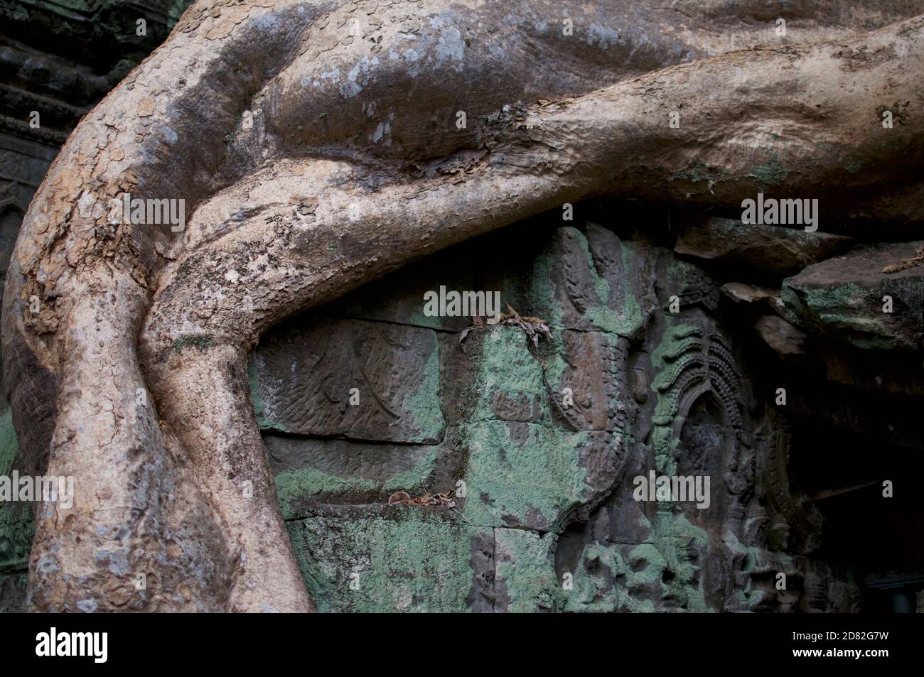 Huge tree root detail of the Ta Prohm temple inside the Angkor Wat ...
