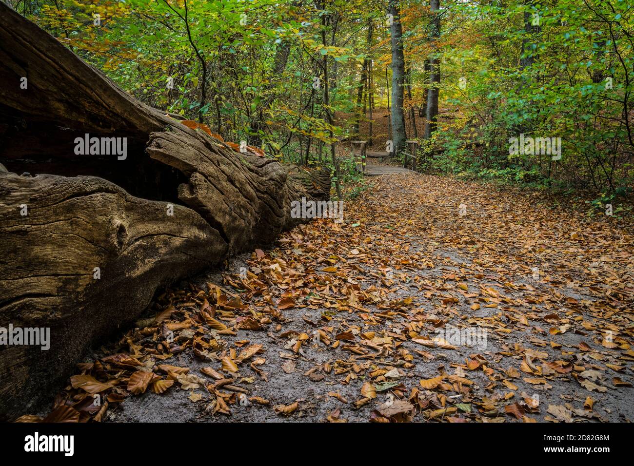 hiking path in a fall season wood Stock Photo - Alamy