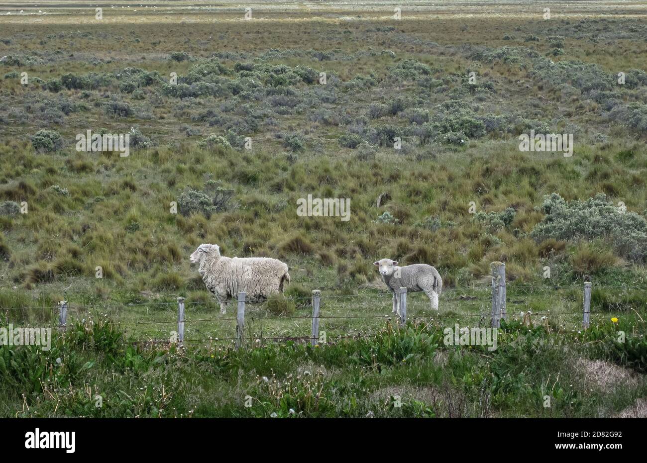 Sheep ranch patagonia hi-res stock photography and images - Alamy