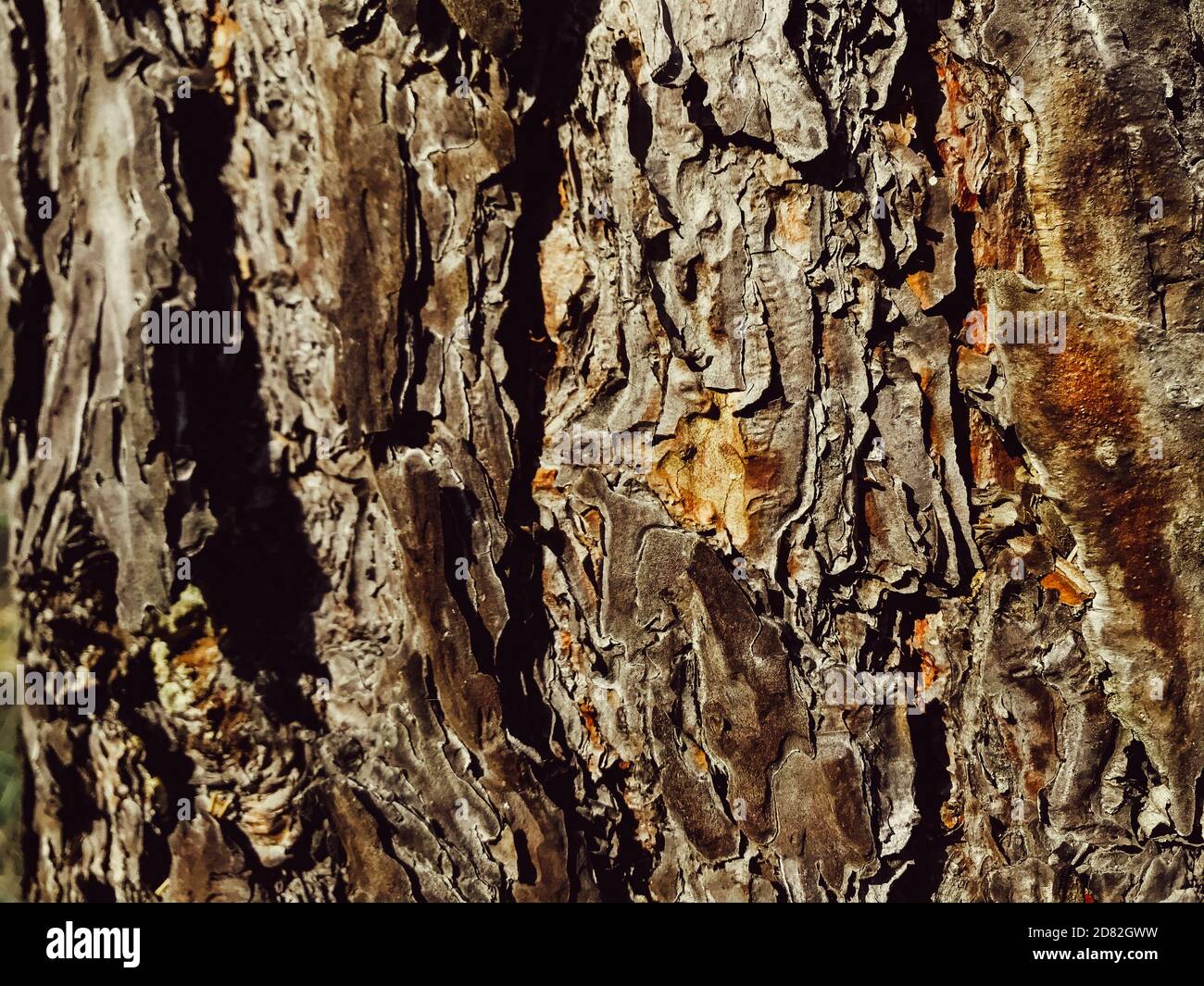 Wooden texture. Tree bark. material background for designer Stock Photo ...