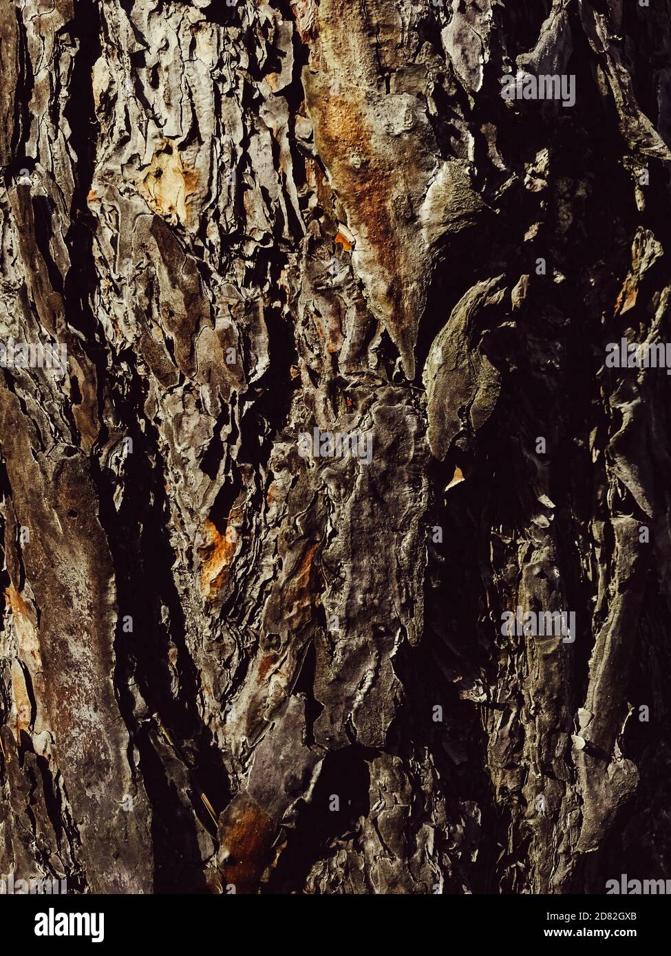 Wooden texture. Tree bark. material background for designer Stock Photo ...