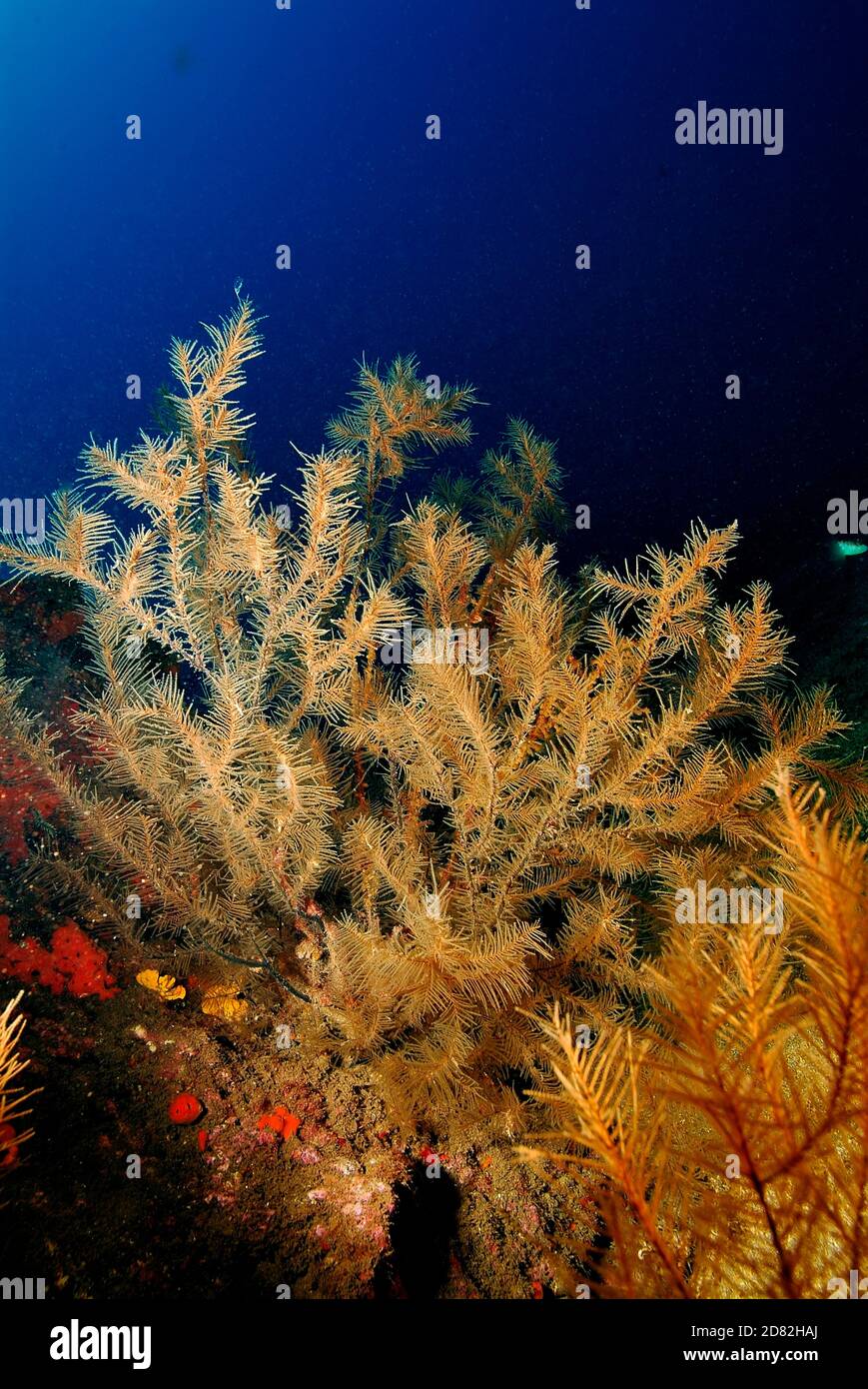 Black Coral Tree High Resolution Stock Photography and Images - Alamy