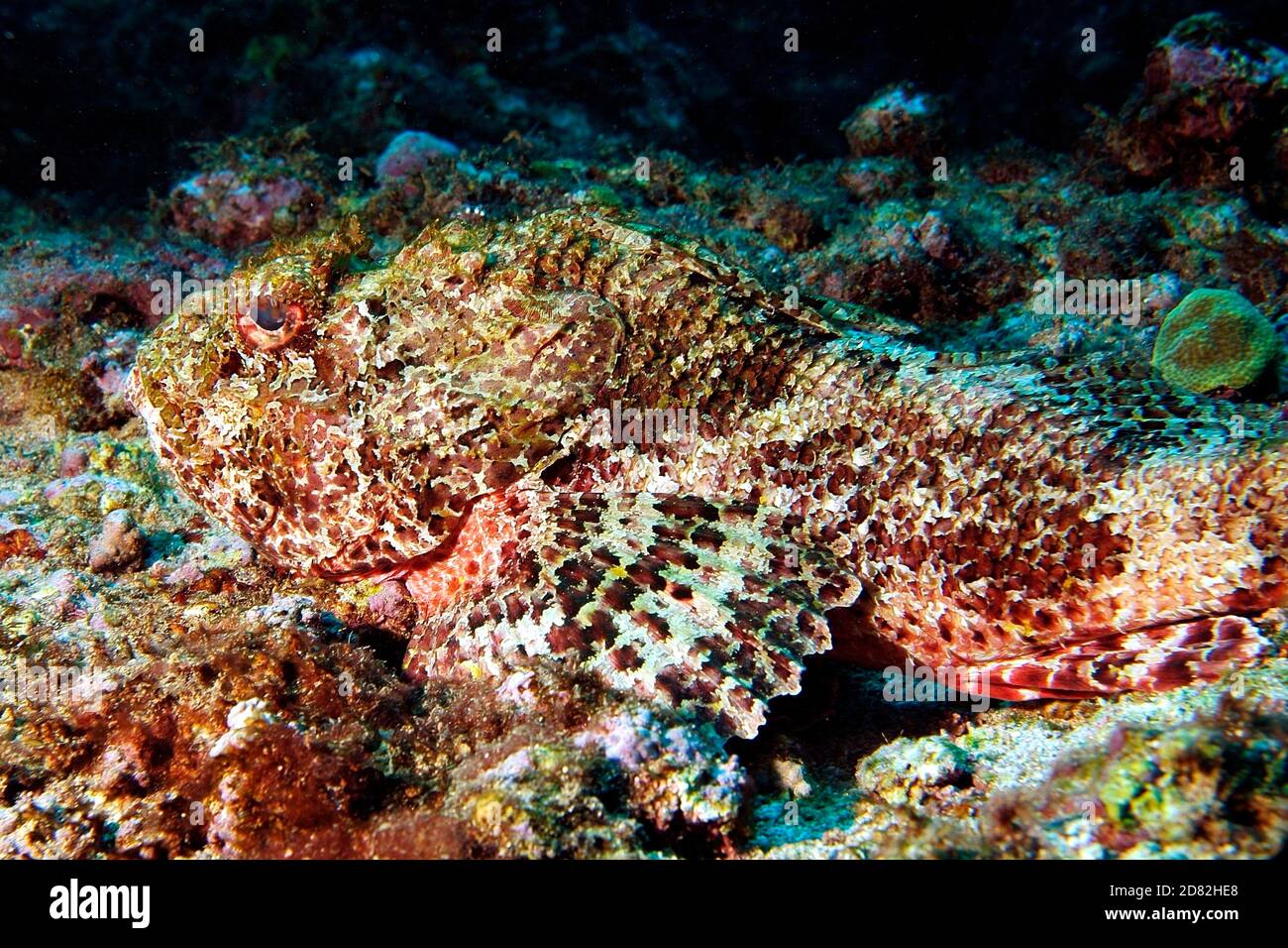 Large Scaled Scorpion Fish High Resolution Stock Photography and Images ...