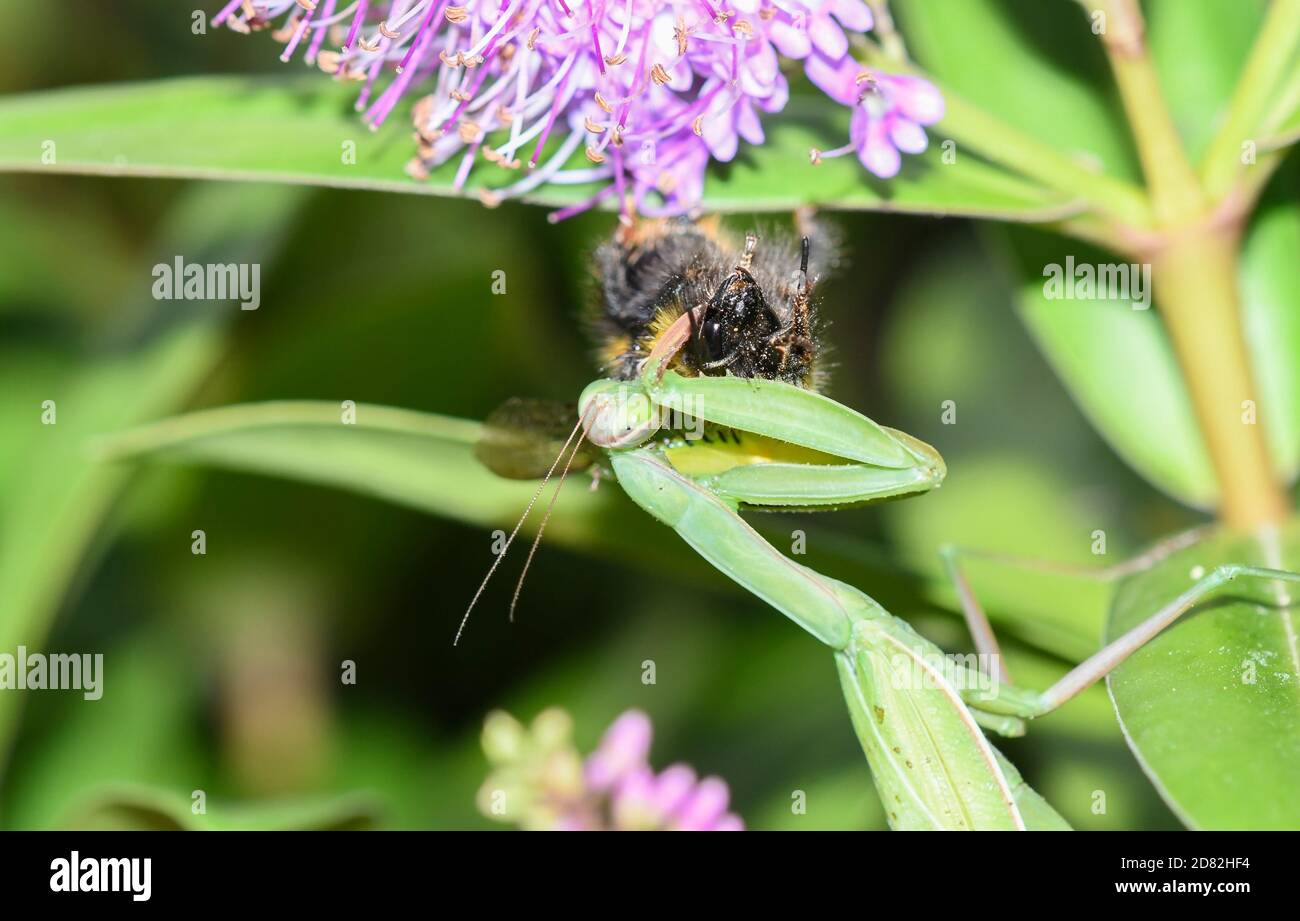 European mantis catching and devouring a bumblebee Stock Photo - Alamy
