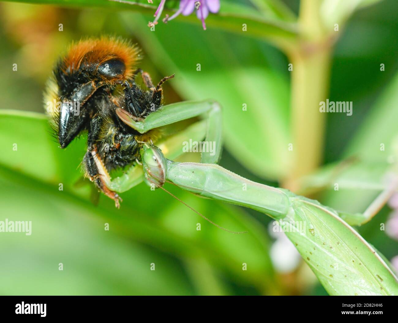 European mantis catching and devouring a bumblebee Stock Photo - Alamy