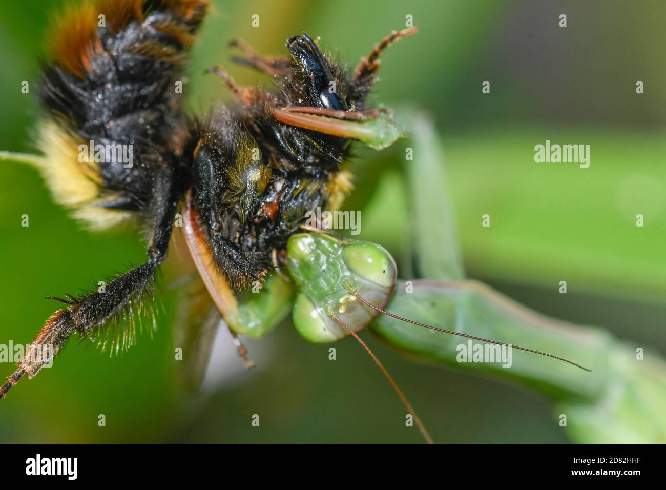 European mantis catching and devouring a bumblebee Stock Photo - Alamy
