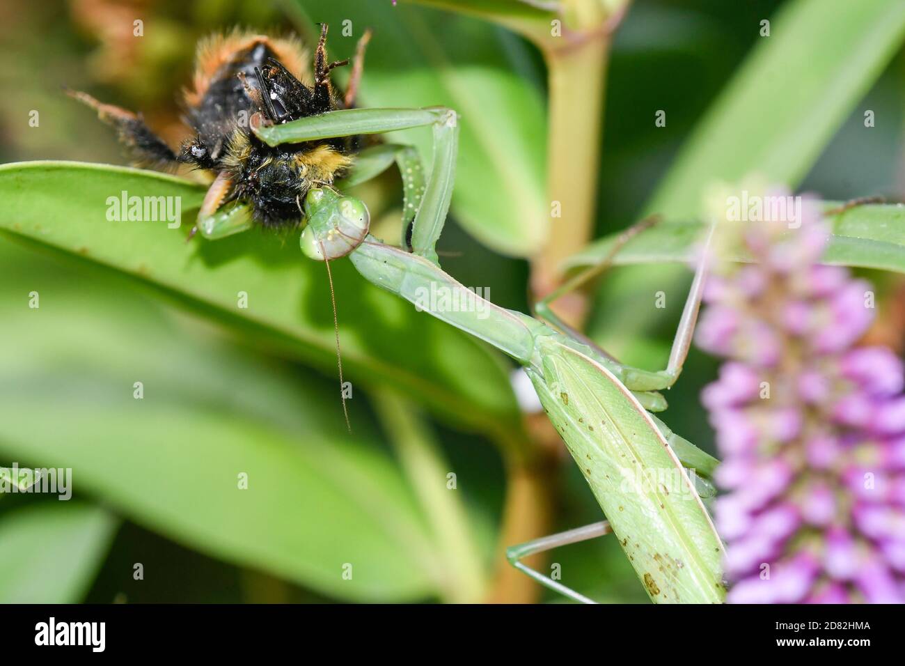 European mantis catching and devouring a bumblebee Stock Photo - Alamy