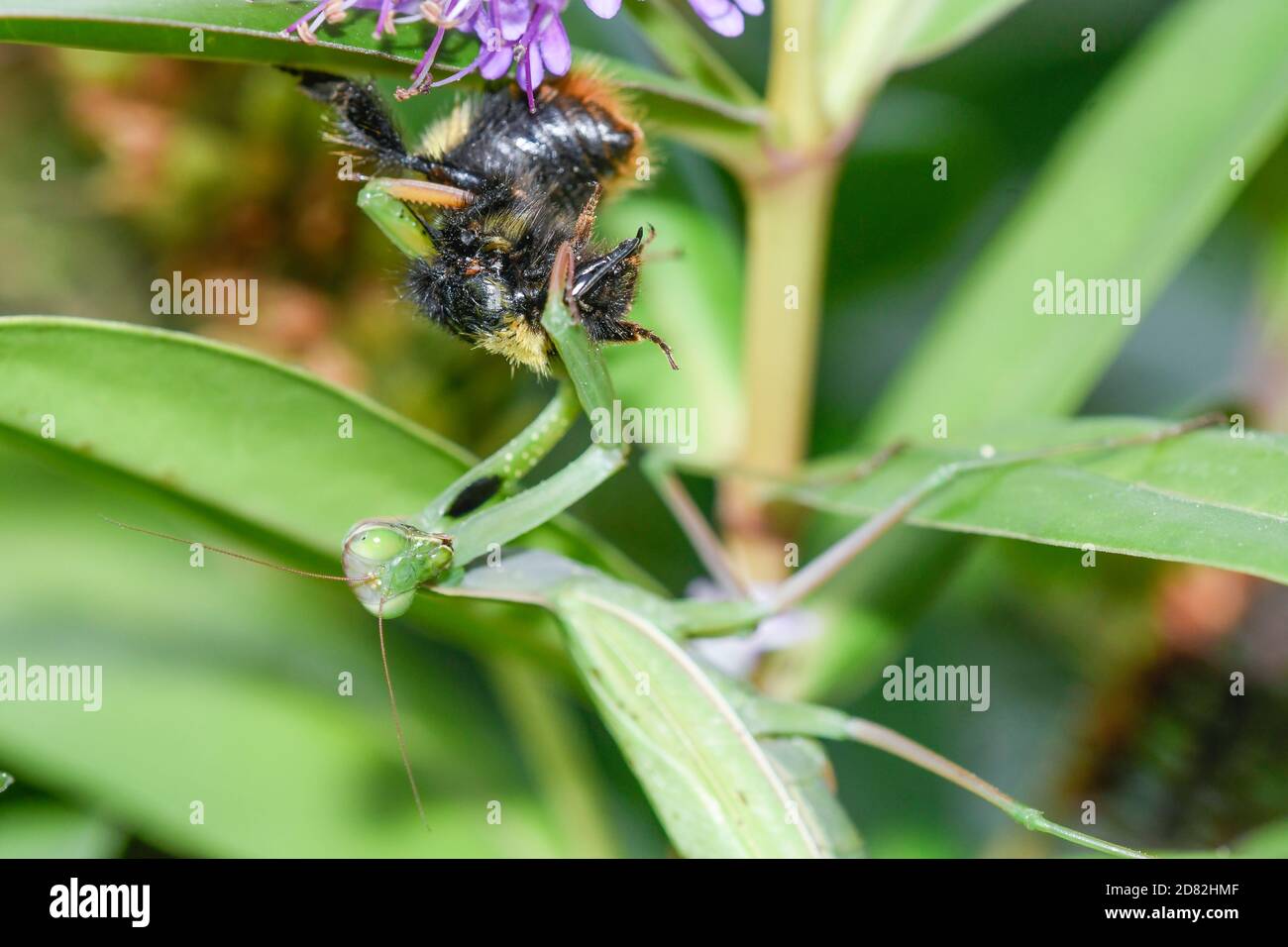 European mantis catching and devouring a bumblebee Stock Photo - Alamy
