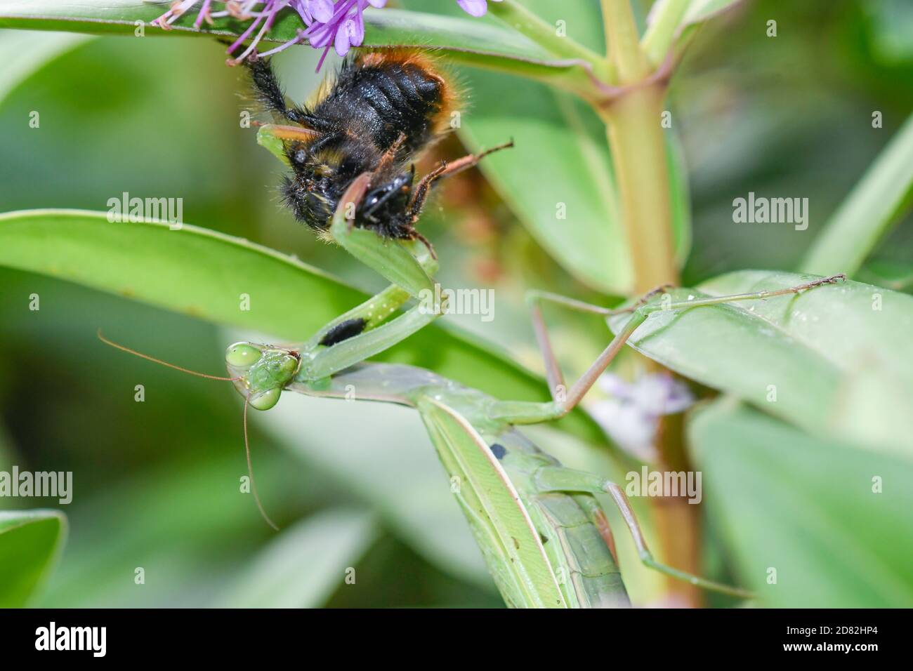 European mantis catching and devouring a bumblebee Stock Photo - Alamy
