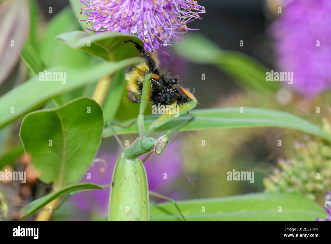 European mantis catching and devouring a bumblebee Stock Photo - Alamy