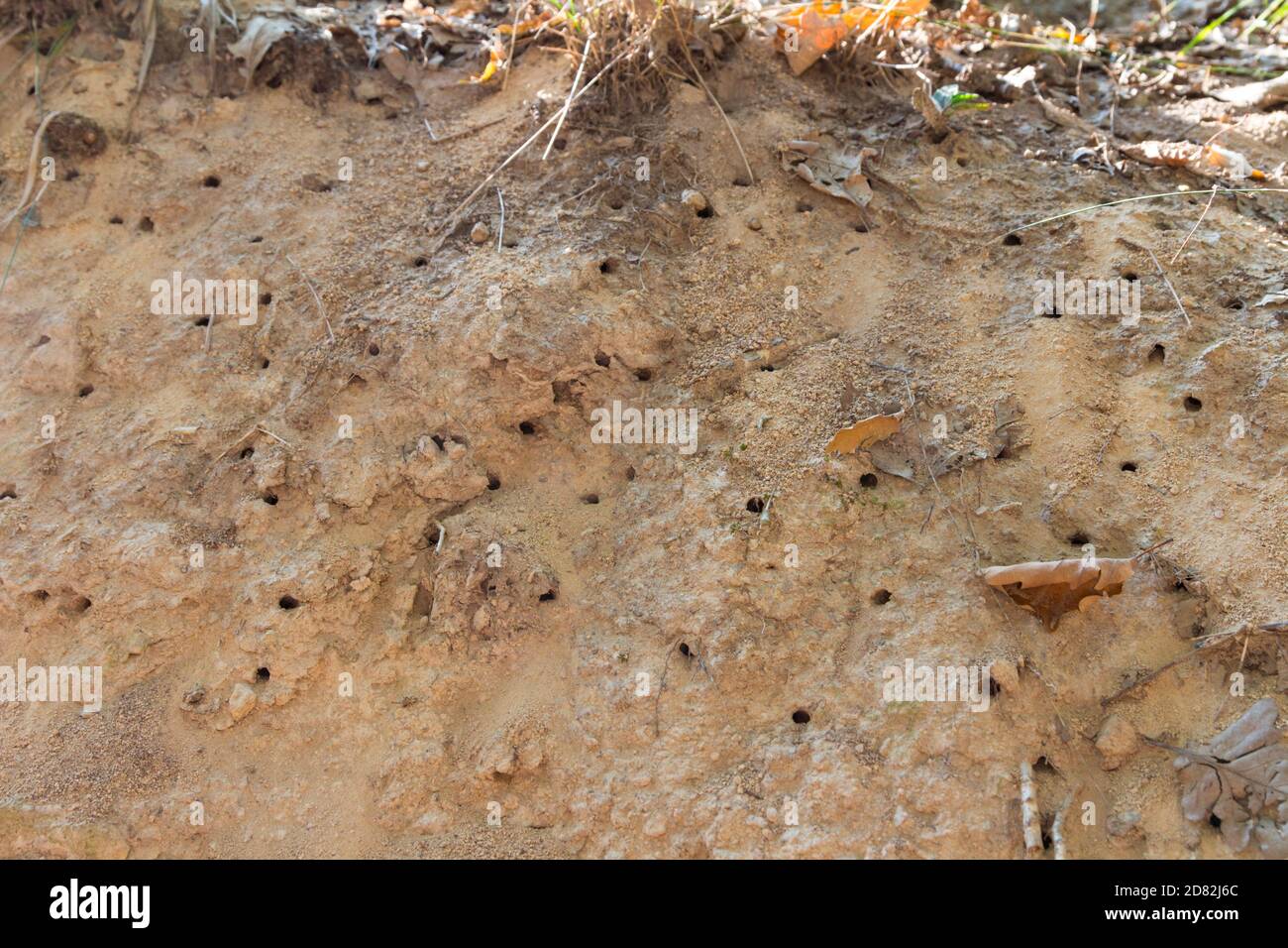 Mining bee holes in the ground, Hungary, Europe Stock Photo - Alamy