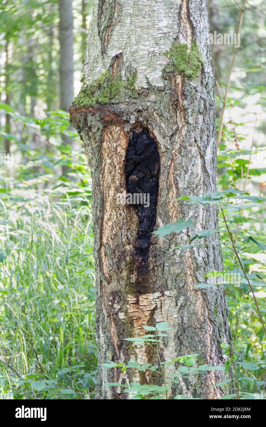 Birch tree with green moss and old wound Stock Photo - Alamy