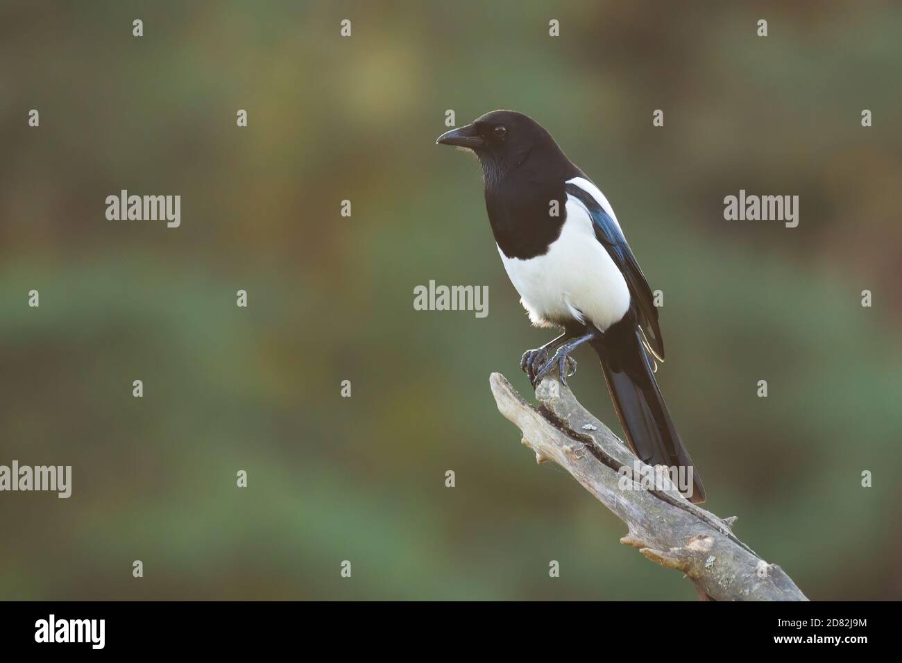 Calm eurasian magpie sitting on branch in summer nature Stock Photo - Alamy