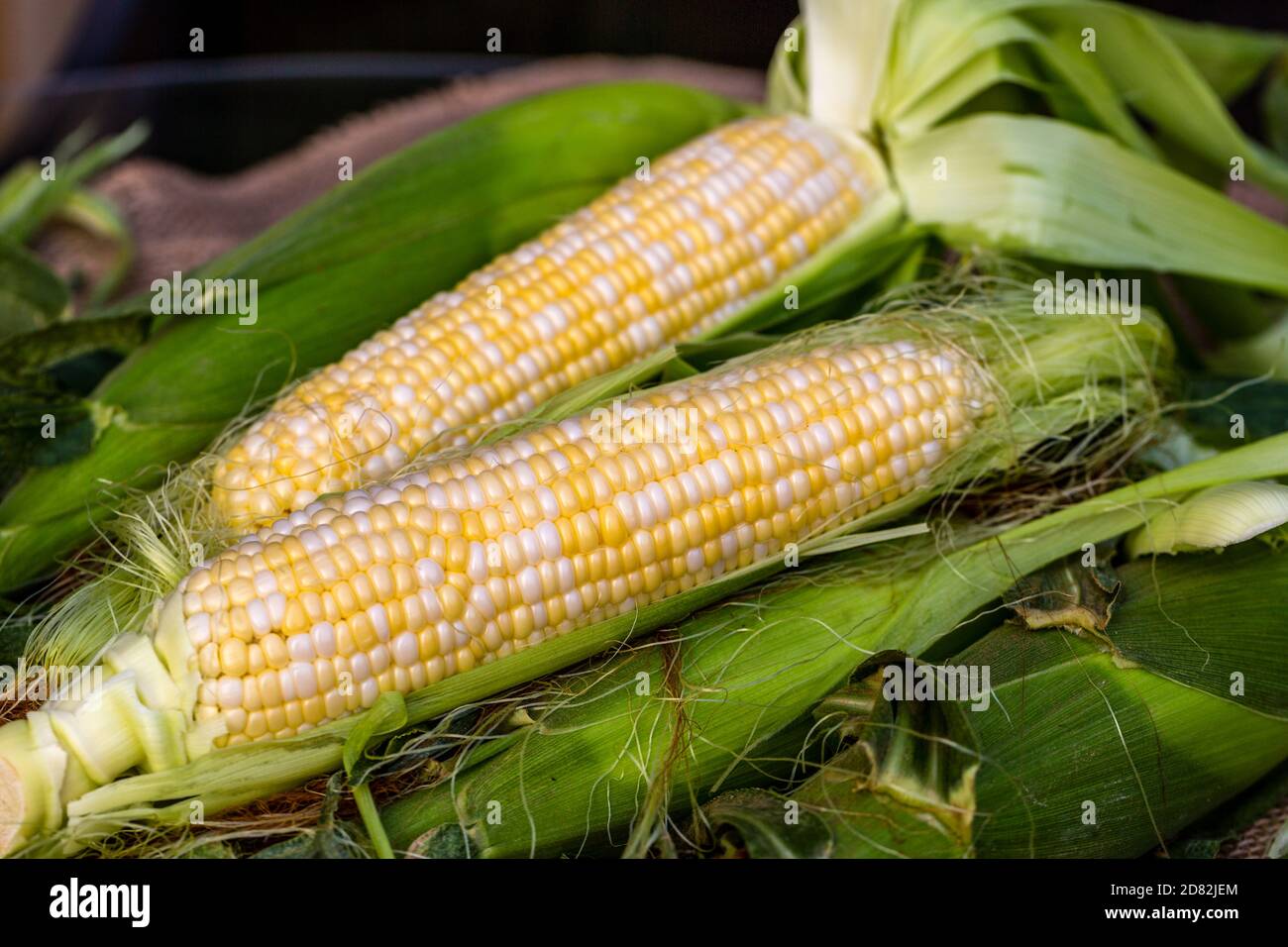 Fresh Sweet Corn Stock Photo - Alamy