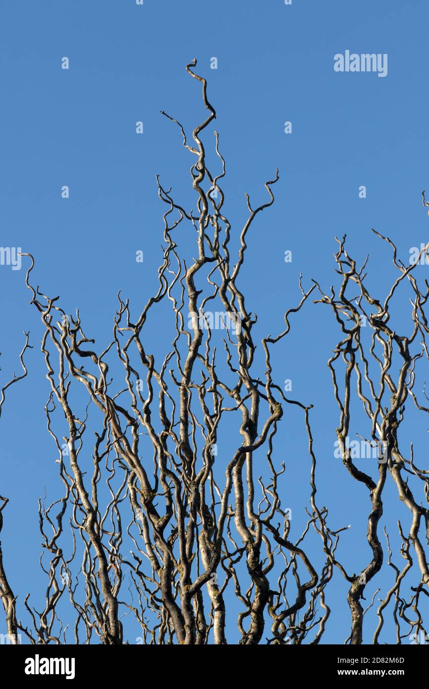 Bare dead tree with wiggly branches Stock Photo - Alamy