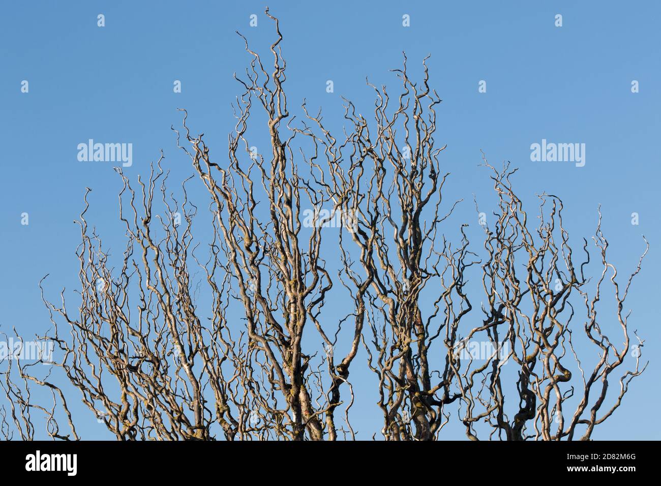 Twisty Branches High Resolution Stock Photography and Images - Alamy