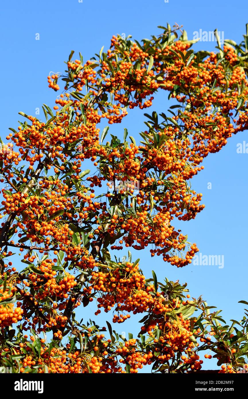 Firethorn (Pyracantha Charmer) Shrub Stock Photo - Alamy