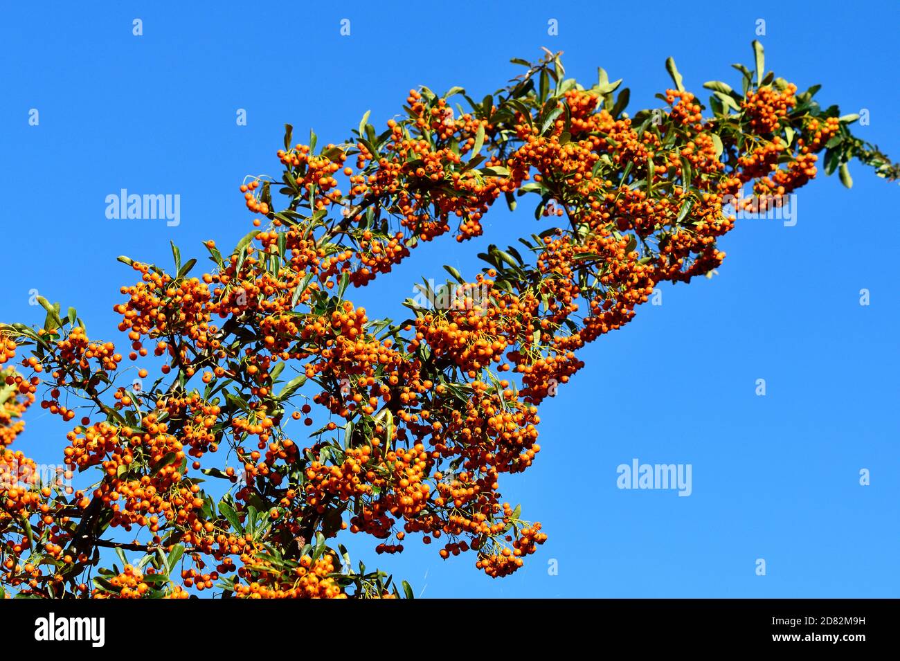 Firethorn (Pyracantha Charmer) Shrub Stock Photo - Alamy