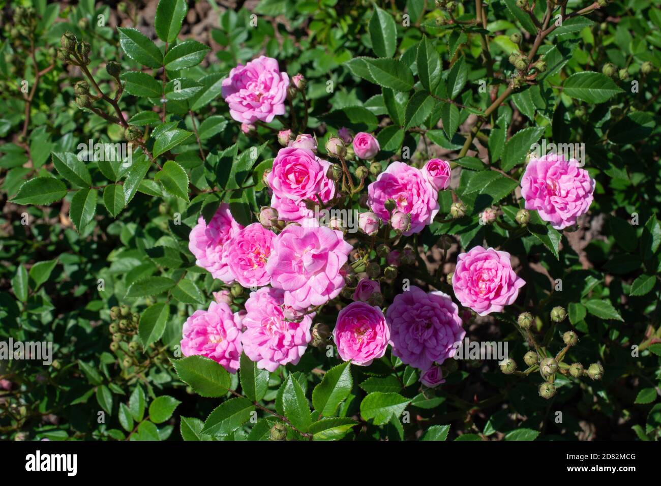 Pink roses in a botanical park in Istanbul on display Stock Photo - Alamy