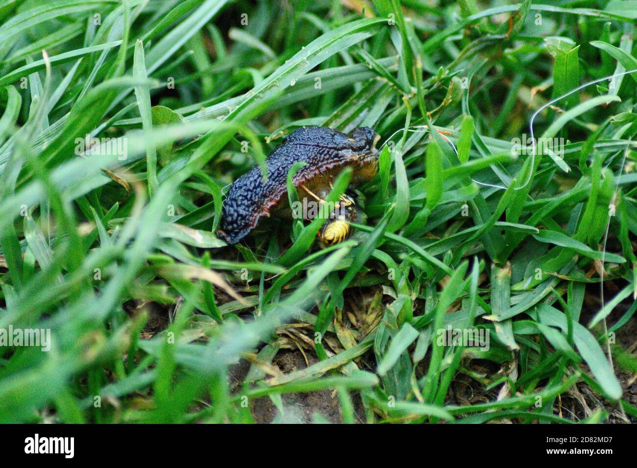 Wasp getting food from a dead slug Stock Photo - Alamy