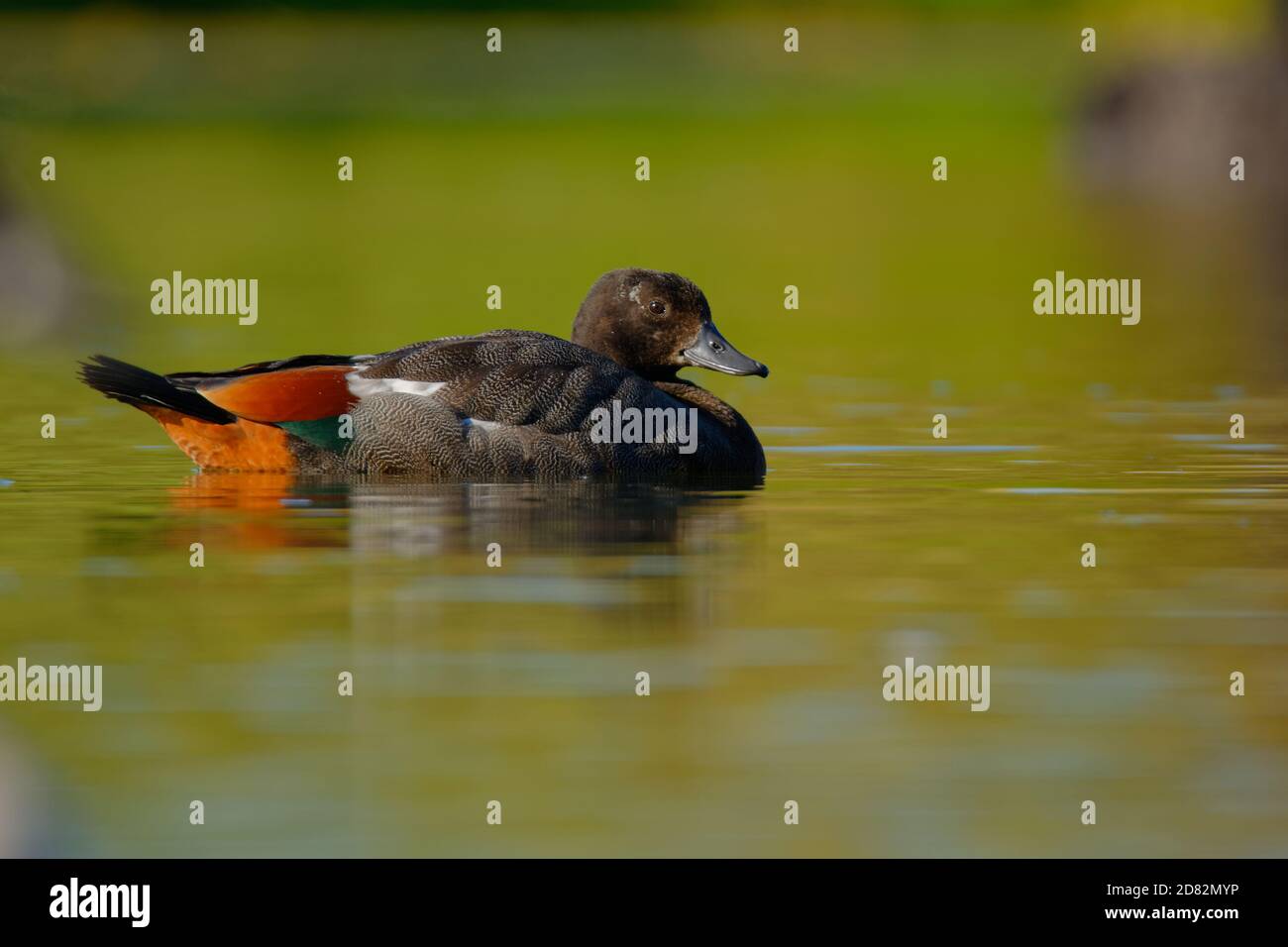 Male female bird paradise hi-res stock photography and images - Alamy