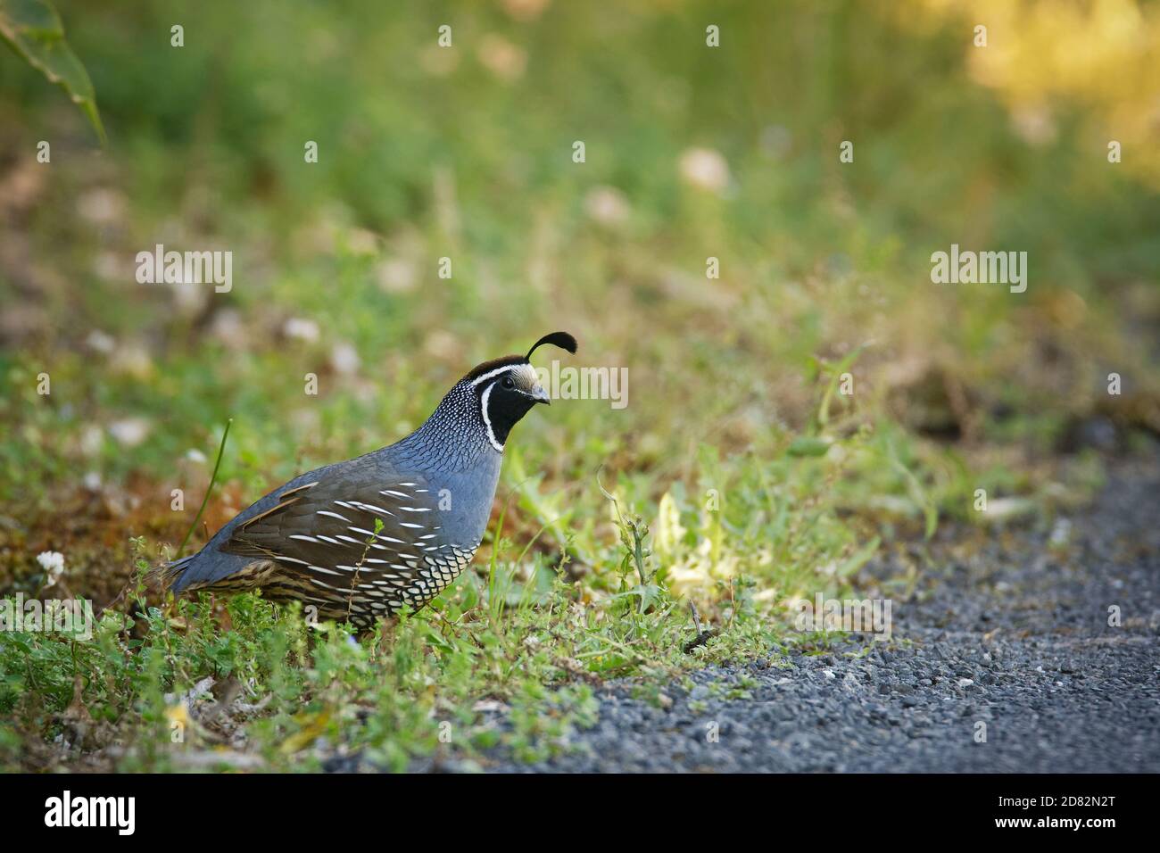 Callipepla californica - California quail on the ground with green ...