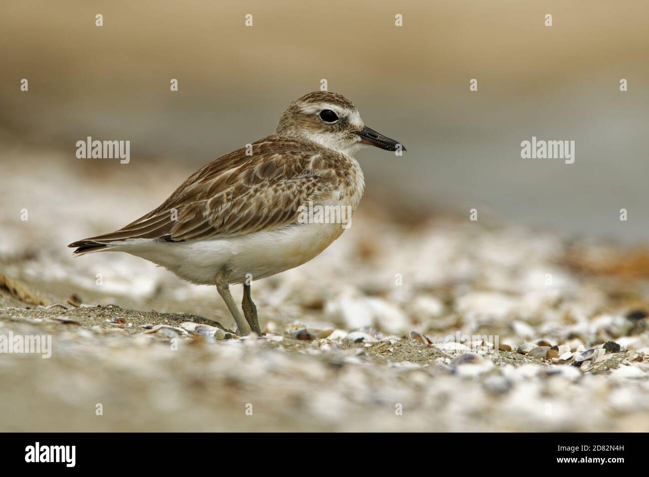 Tuturiwhatu pukunui hi-res stock photography and images - Alamy