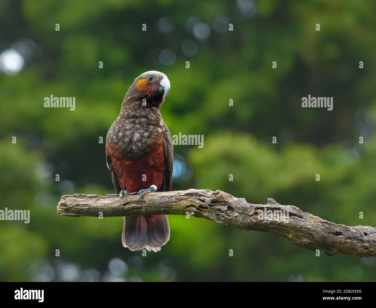 Kaka - Nestor meridionalis - endemic parakeet living in forests of New ...