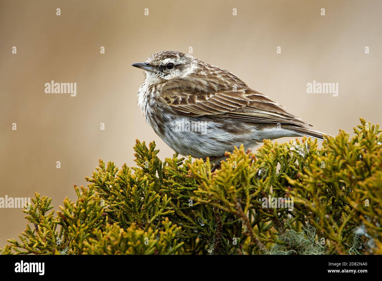 Australasian pipit - Anthus novaeseelandiae small passerine bird of ...