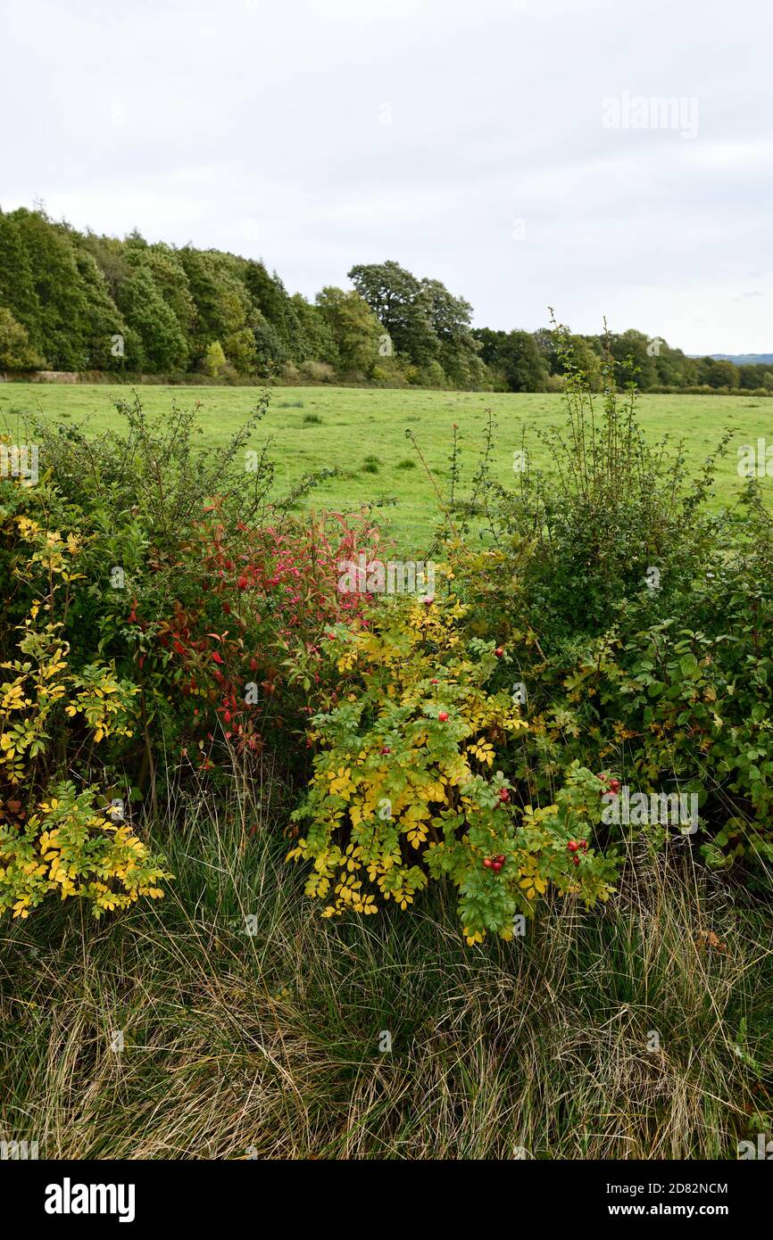 Rosa Rugosa Hedge High Resolution Stock Photography and Images - Alamy