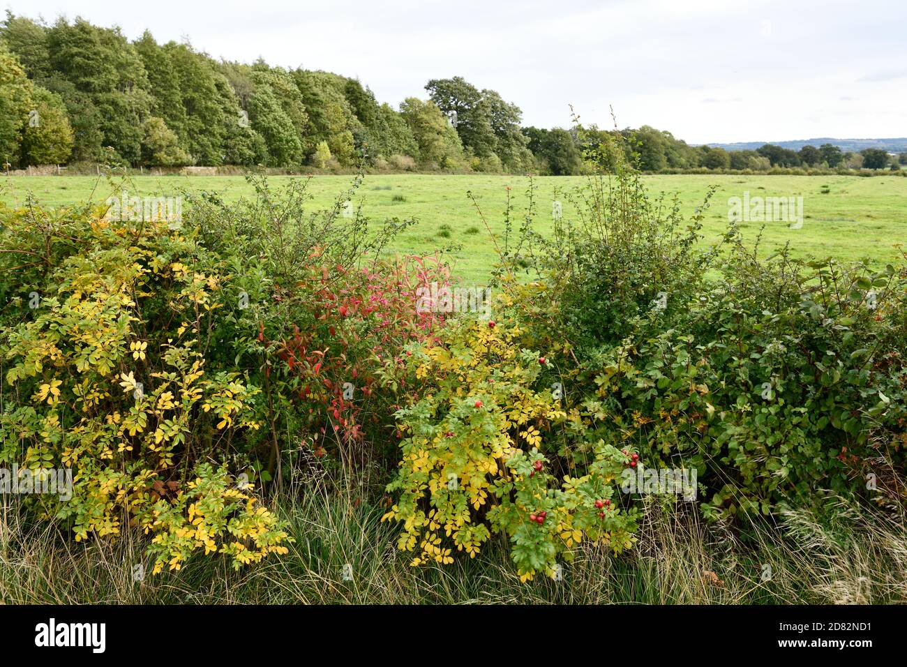 Rose Hip (Rosa rugosa) Plant in Hedge Stock Photo - Alamy