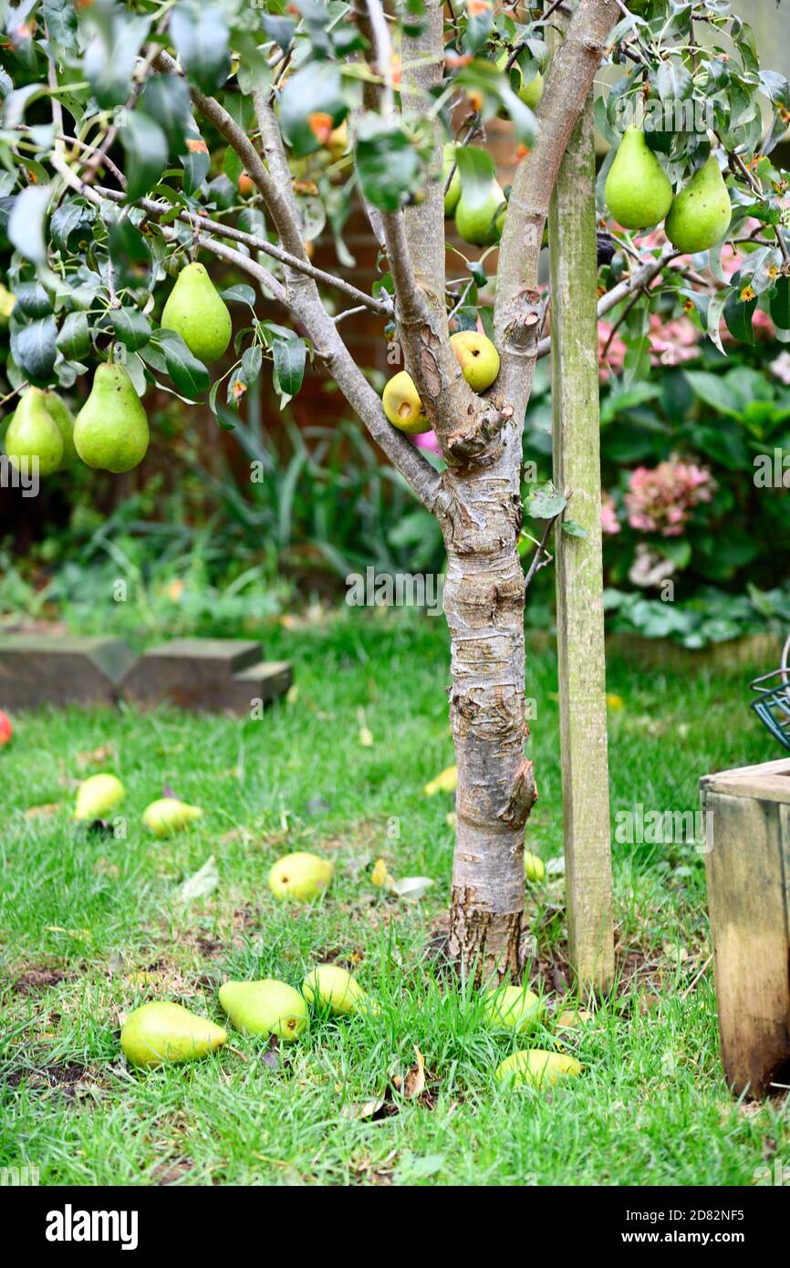 Pear Tree in Garden (pyrus communis Stock Photo - Alamy
