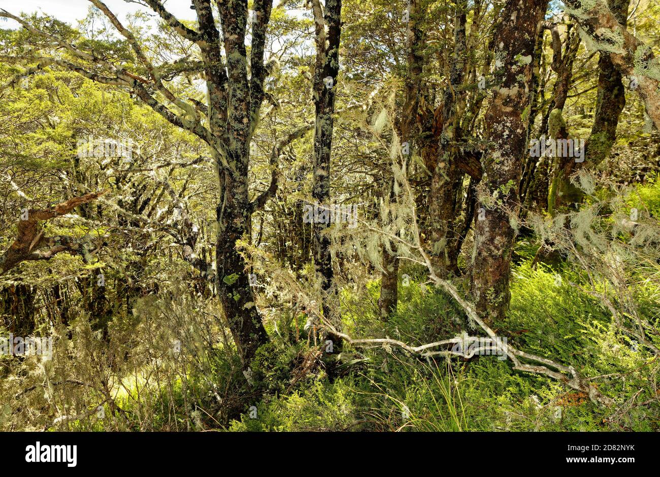Sabine national forest hi-res stock photography and images - Alamy