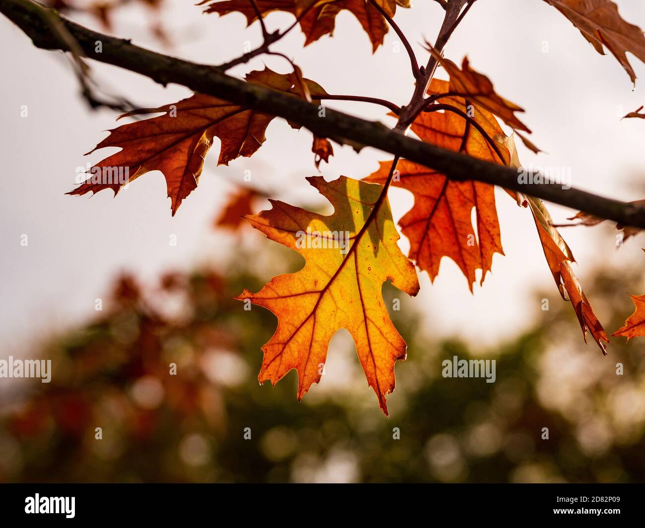 Golden oak tree hi-res stock photography and images - Alamy