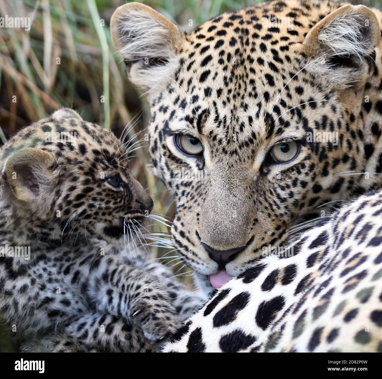 A female leopard (Panthera pardus) with her very young cub, its eyes ...