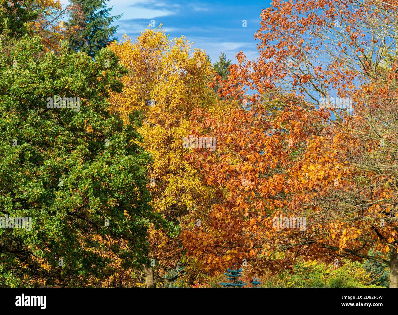Trees autumn colour hi-res stock photography and images - Alamy