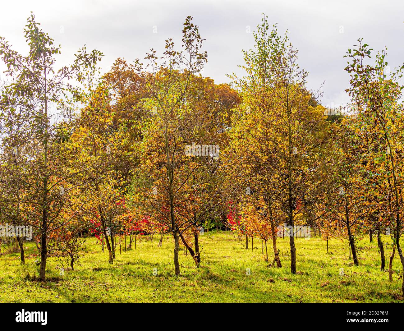Young trees growing in hi-res stock photography and images - Alamy