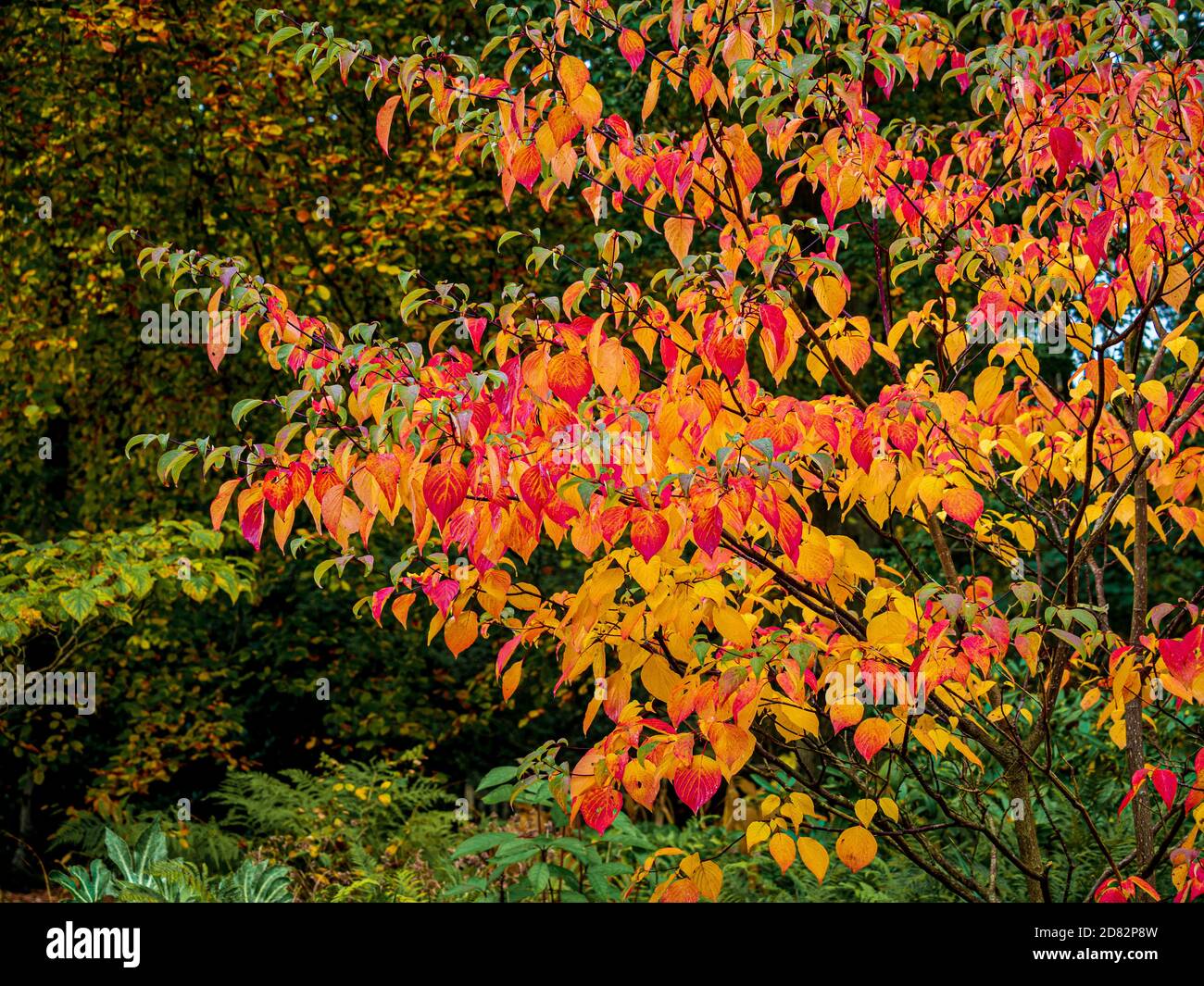 Cornus controversa red hi-res stock photography and images - Alamy