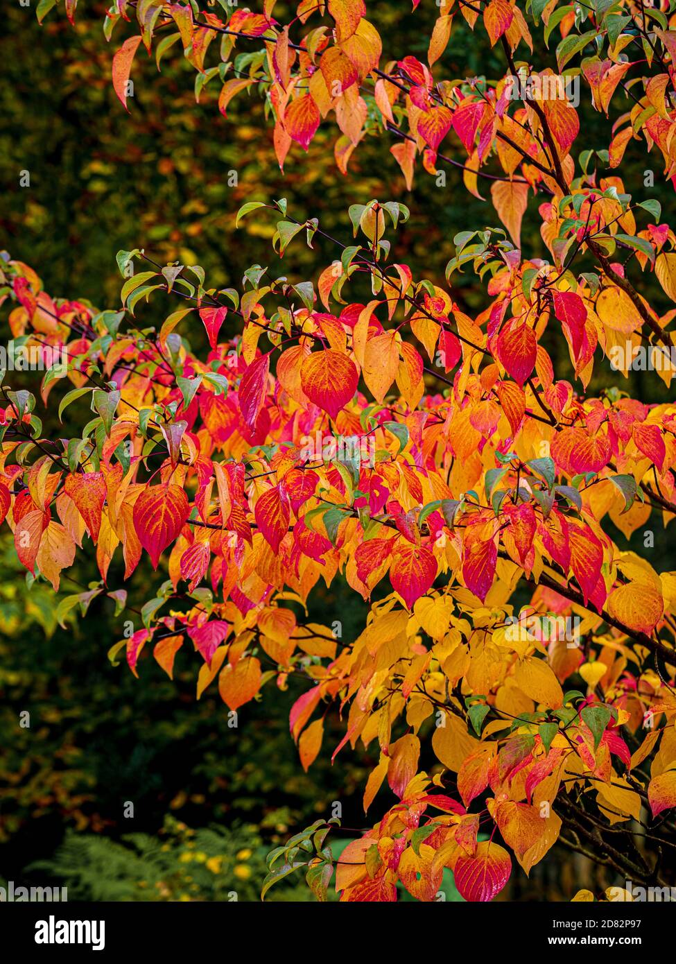 Red and oranges leaves of Cornus Controversa in Autumn Stock Photo - Alamy