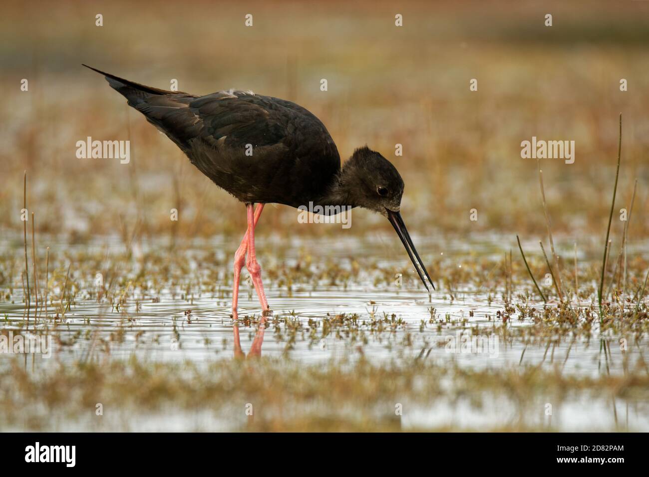 Rarest birds hi-res stock photography and images - Alamy