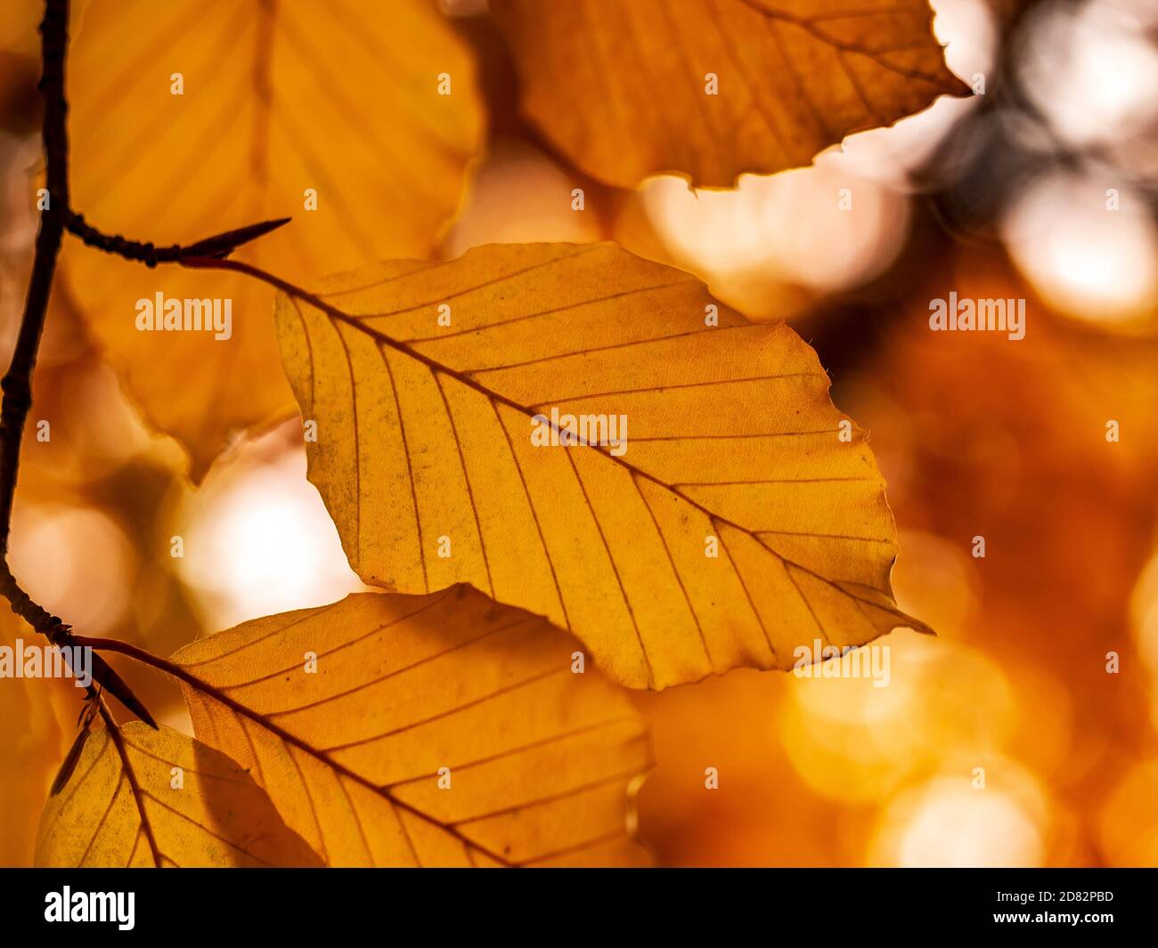 Beech tree leaves in autumn hi-res stock photography and images - Alamy