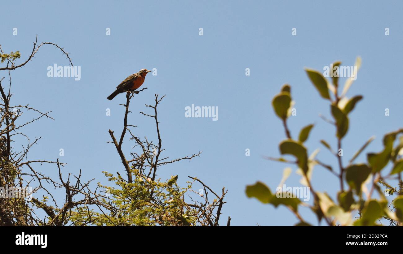 Bird sighting in mediterranean forest, Chile Stock Photo - Alamy