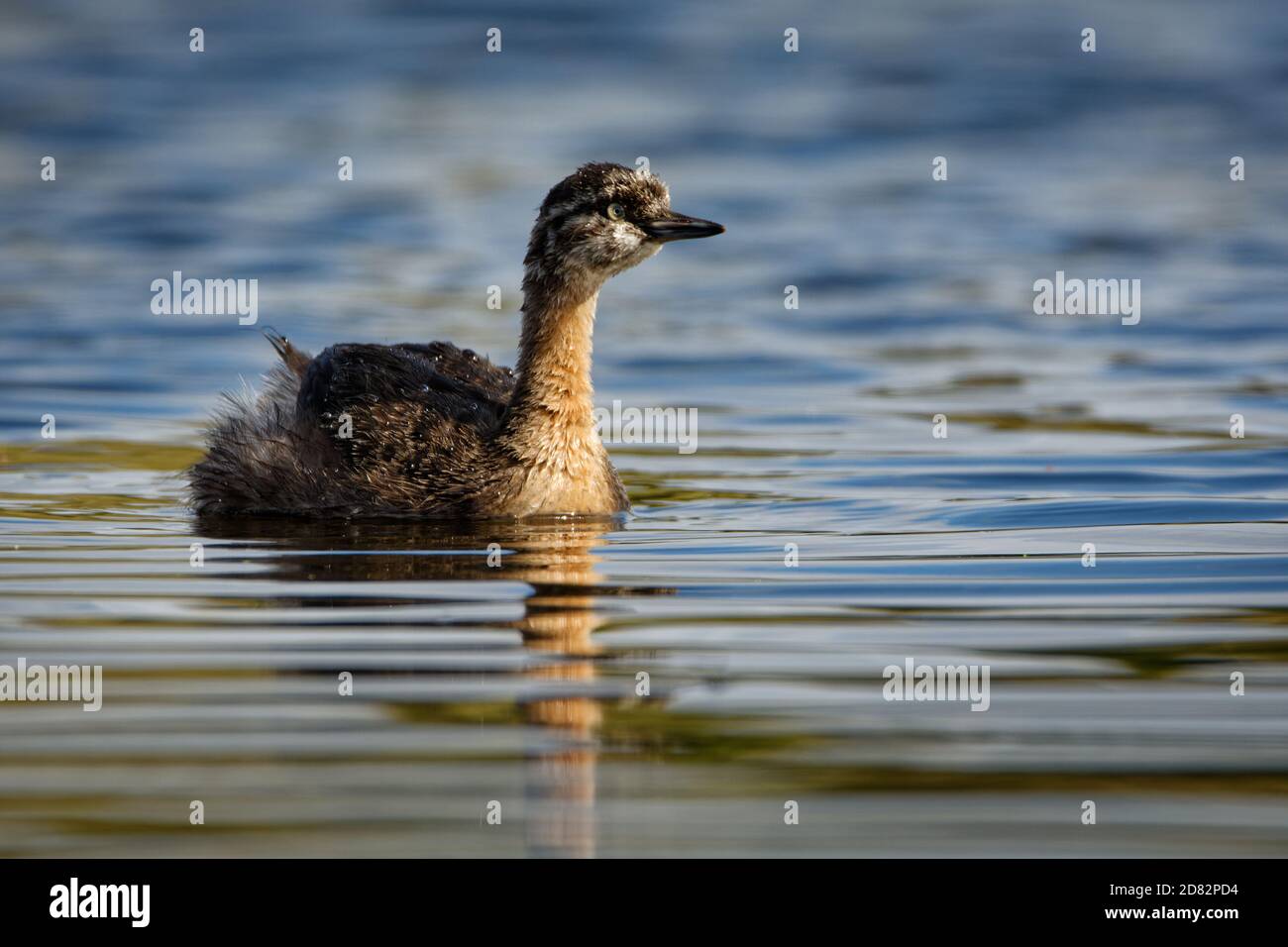 New Zealand dabchick - Poliocephalus rufopectus - weweia in maori ...