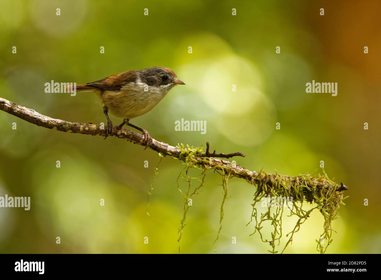 An endemic pipipi hi-res stock photography and images - Alamy