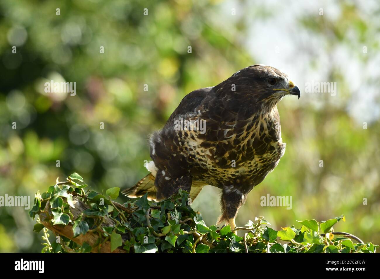 European wild common buzzard Stock Photo - Alamy