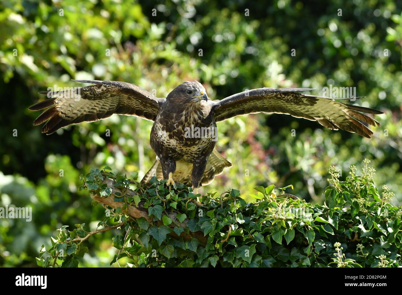 Common buzzard figure hi-res stock photography and images - Alamy