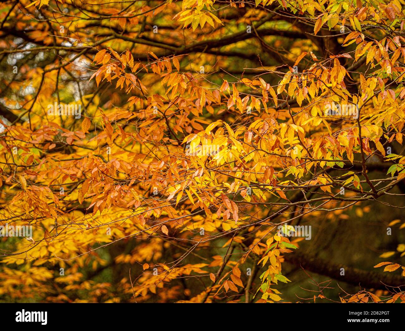 Zelkova hi-res stock photography and images - Alamy