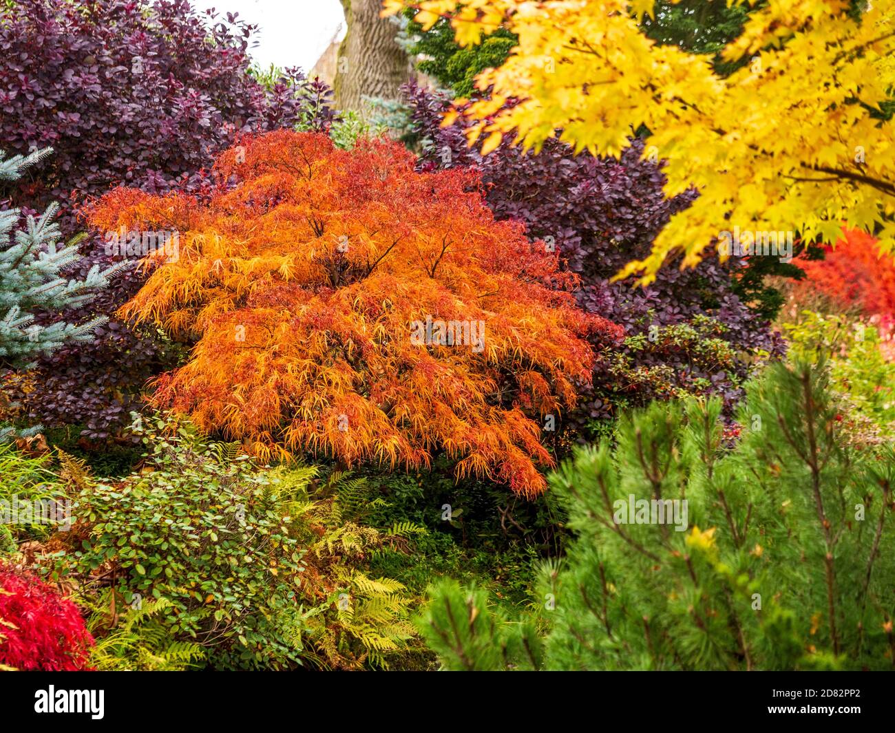 Autumn colour palette of evergreen and deciduous trees growing in a UK ...