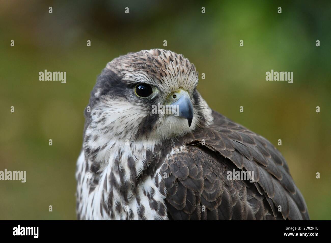 The laggar falcon portrait indian bird of prey Stock Photo - Alamy