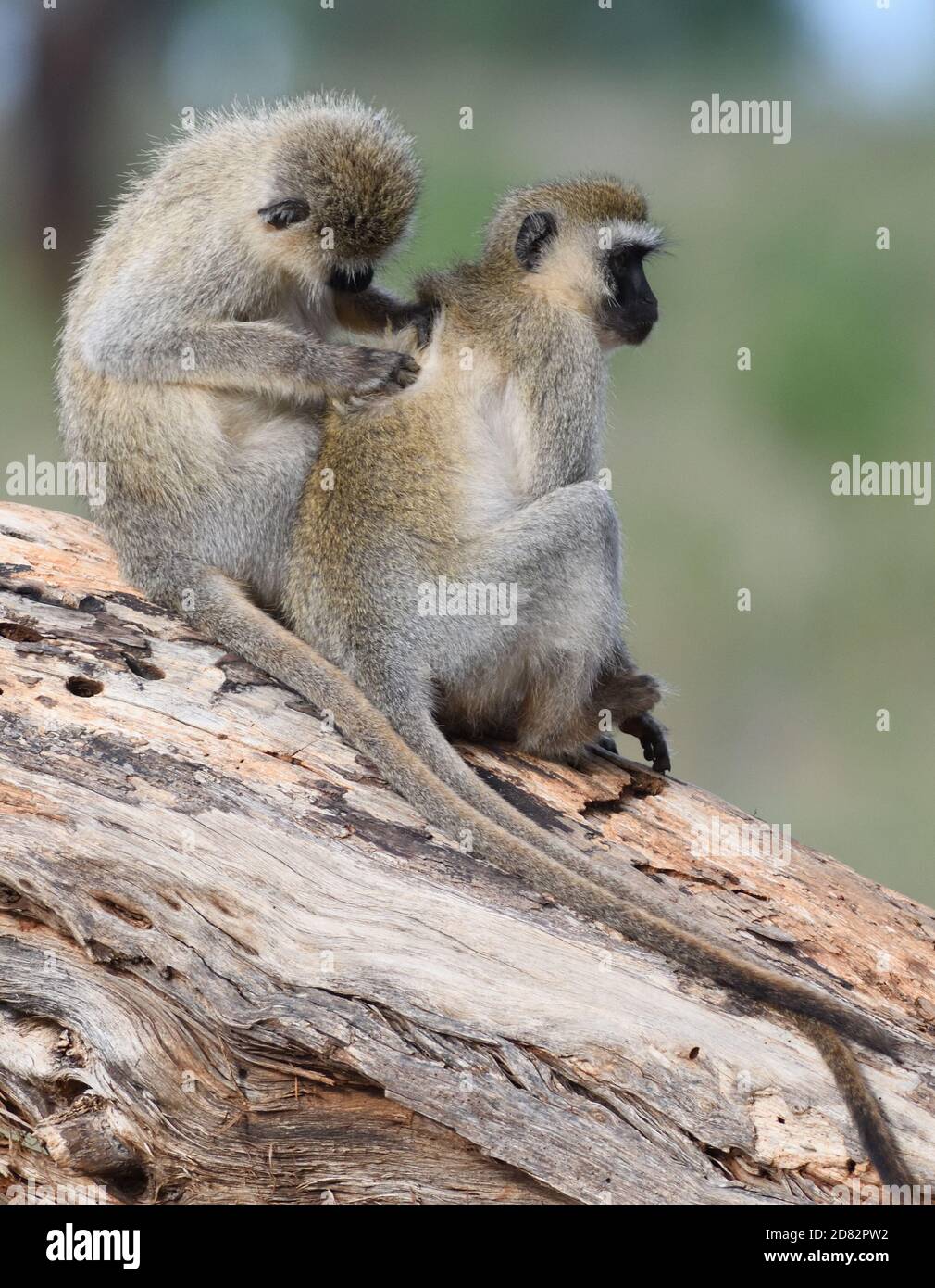 Monkeys social grooming hi-res stock photography and images - Alamy